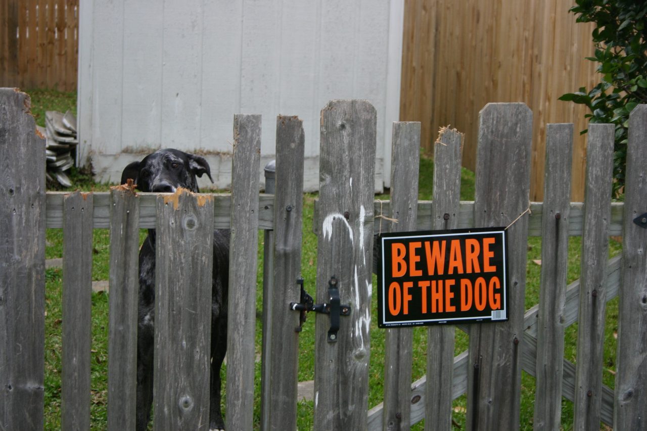 Beware of the Bark: Understanding Dog Bite Laws in Texas - The Law ...